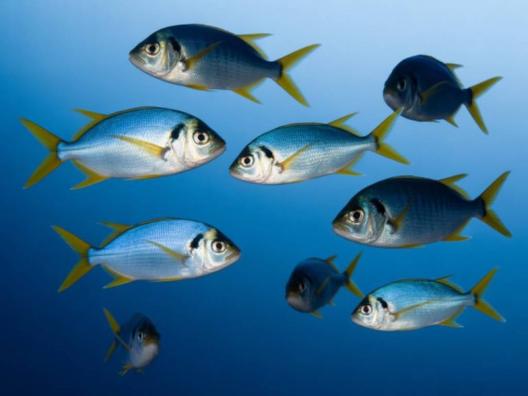 Savoir différencier les poissons nobles et les poissons bleus